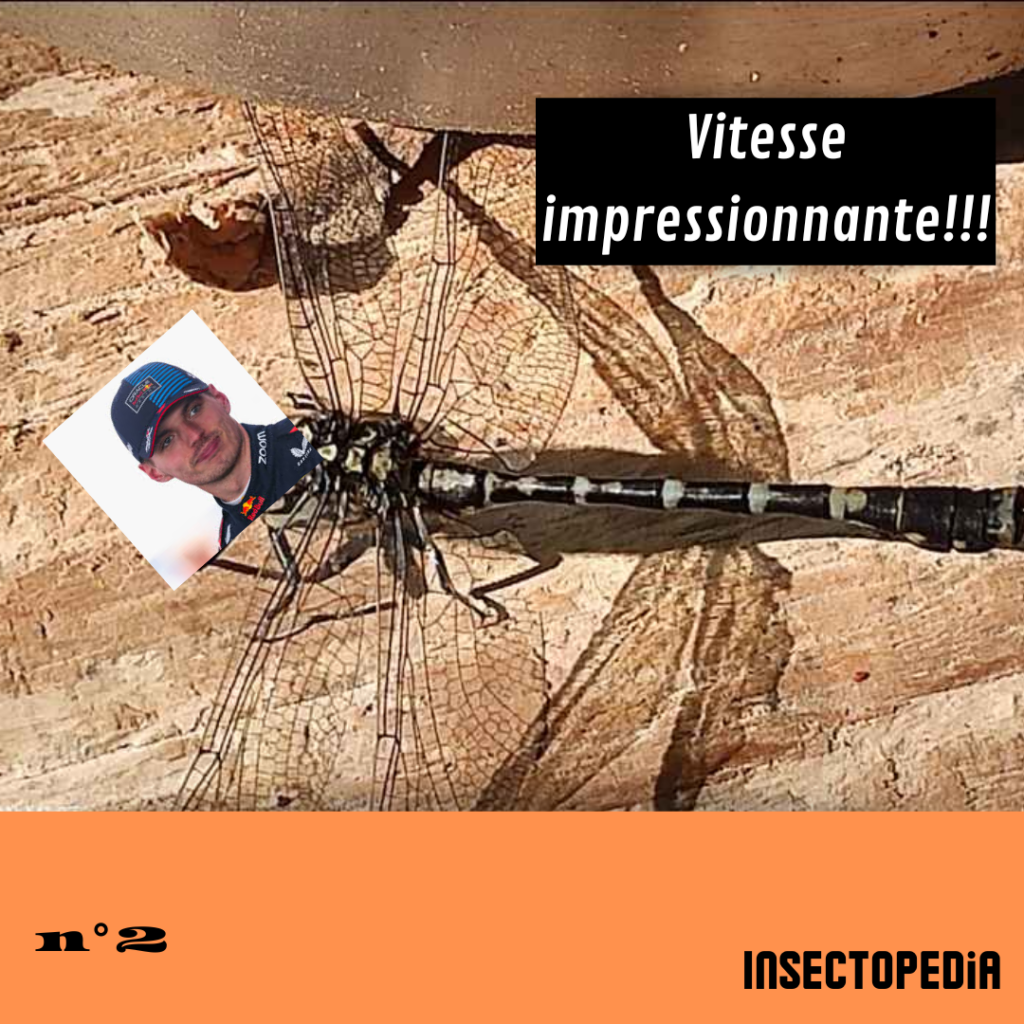 Insectopedia