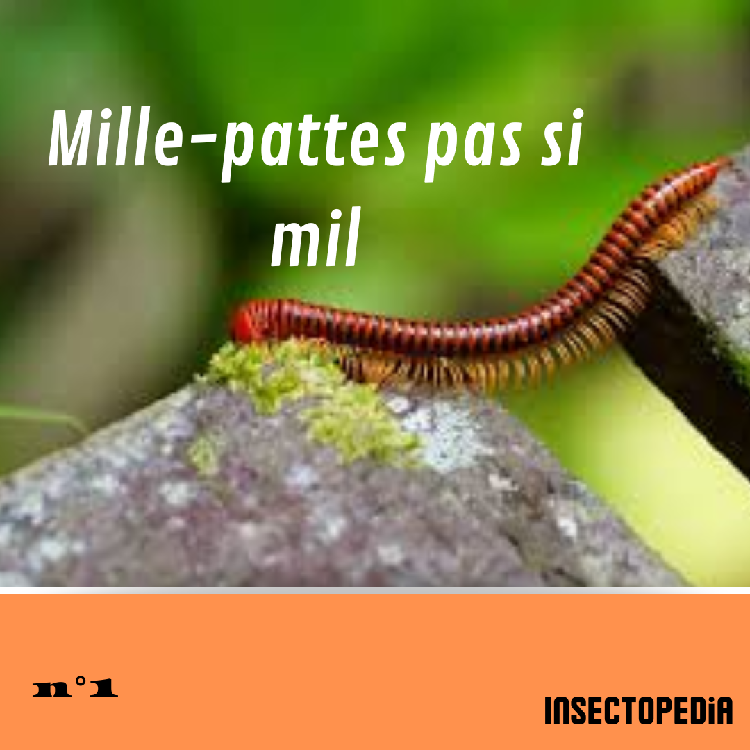 Les Mille-pattes : Mythes et Réalités Wiki - Insectopedia