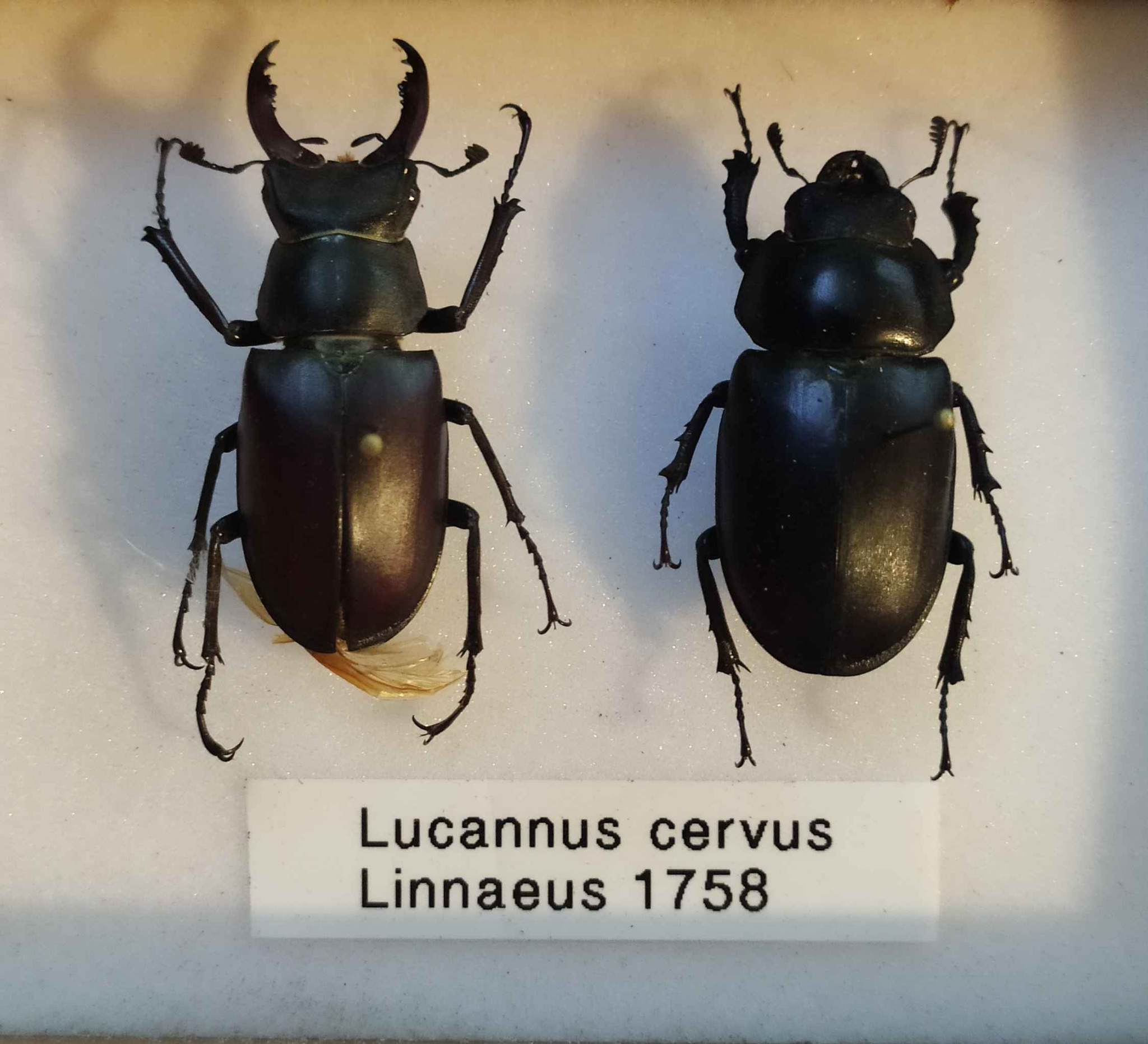 Fiche Wiki : Lucane Cerf-volant (Lucanus cervus) Wiki - Insectopedia