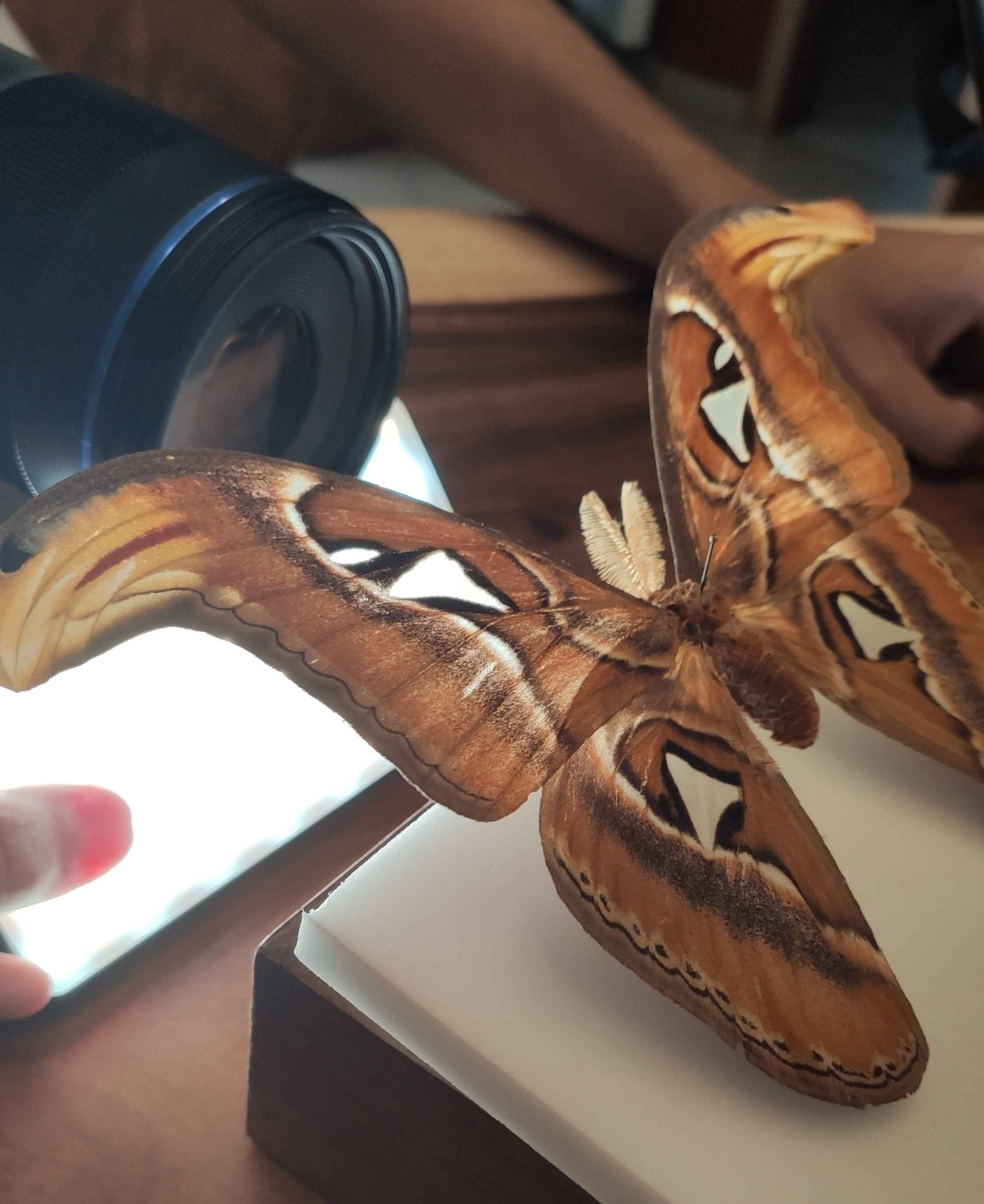 Accueil - Insectopedia