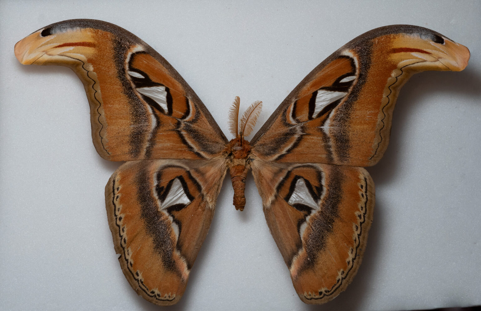 Attacus atlas - Fiche Wiki Wiki - Insectopedia