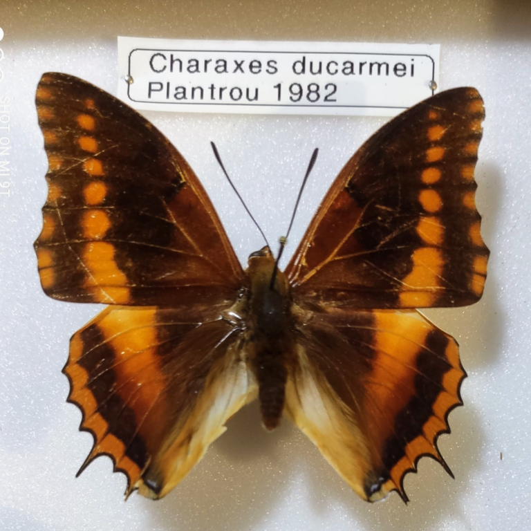 Fiche Wiki: Charaxes ducarmei, Plantrou 1982 - Insectopedia