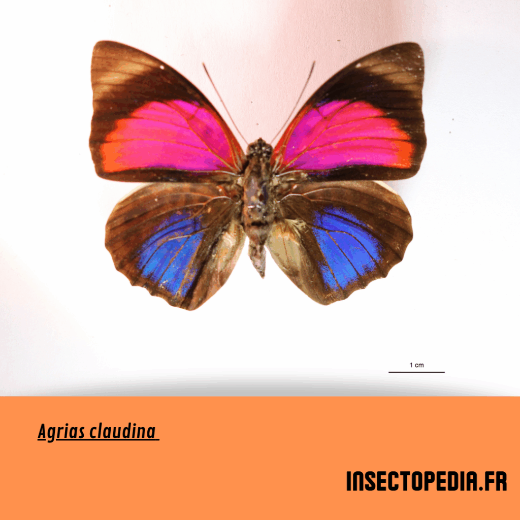 Accueil - Insectopedia